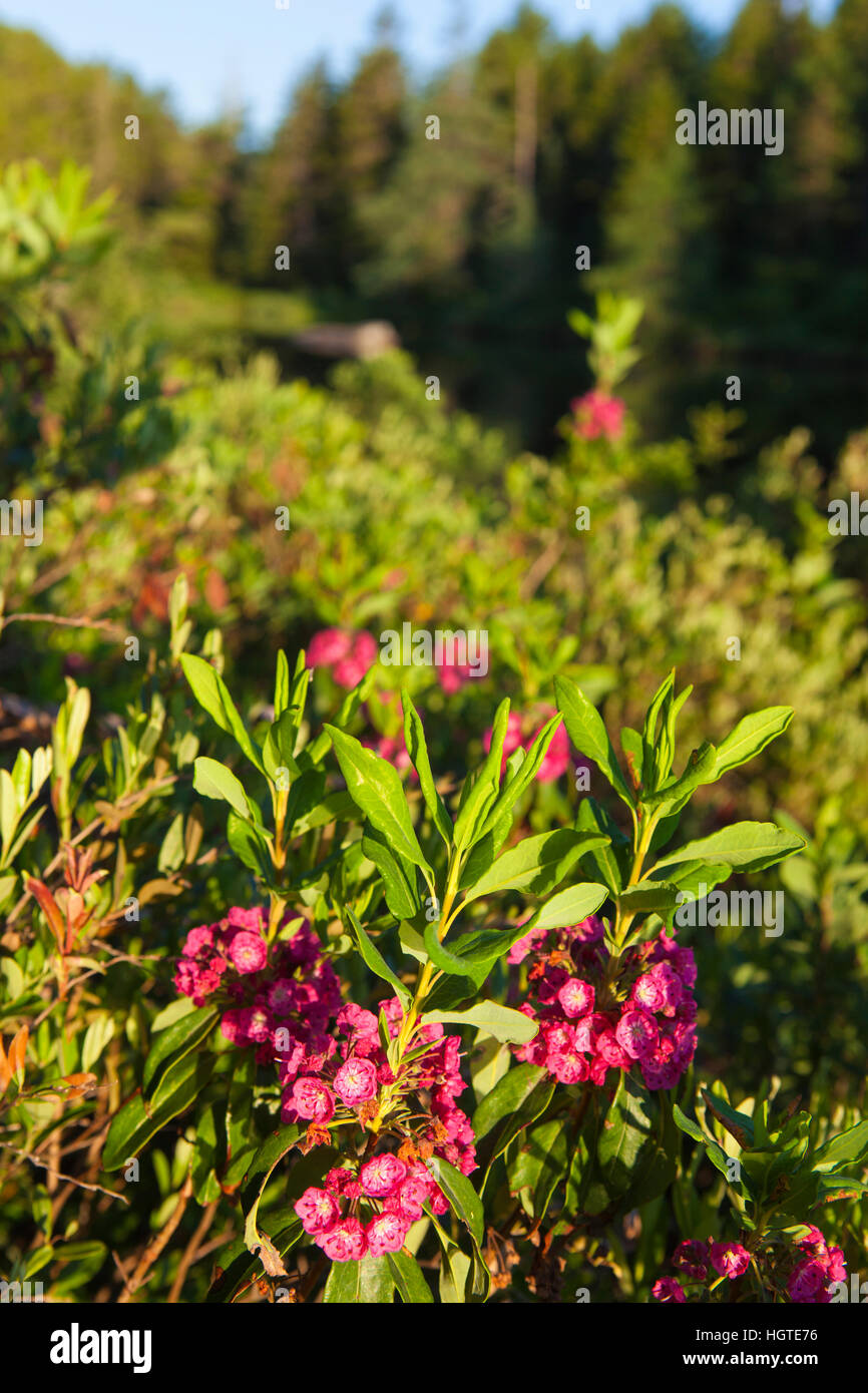 Sheep laurel, Kalmia angustifolia, on the shoreline of Little Berry ...