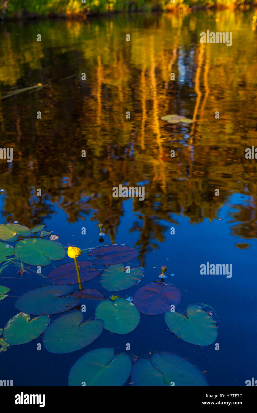 Water lilies in Little Berry Pond in Maine's Northern Forest. Cold ...