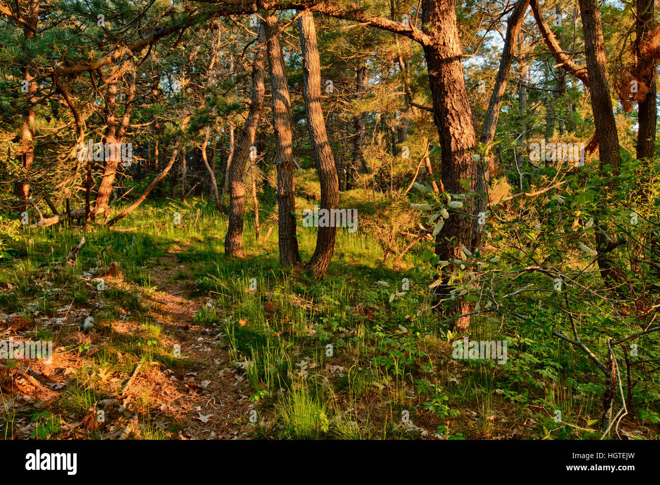 Cape cod pitch pine trees hi-res stock photography and images - Alamy