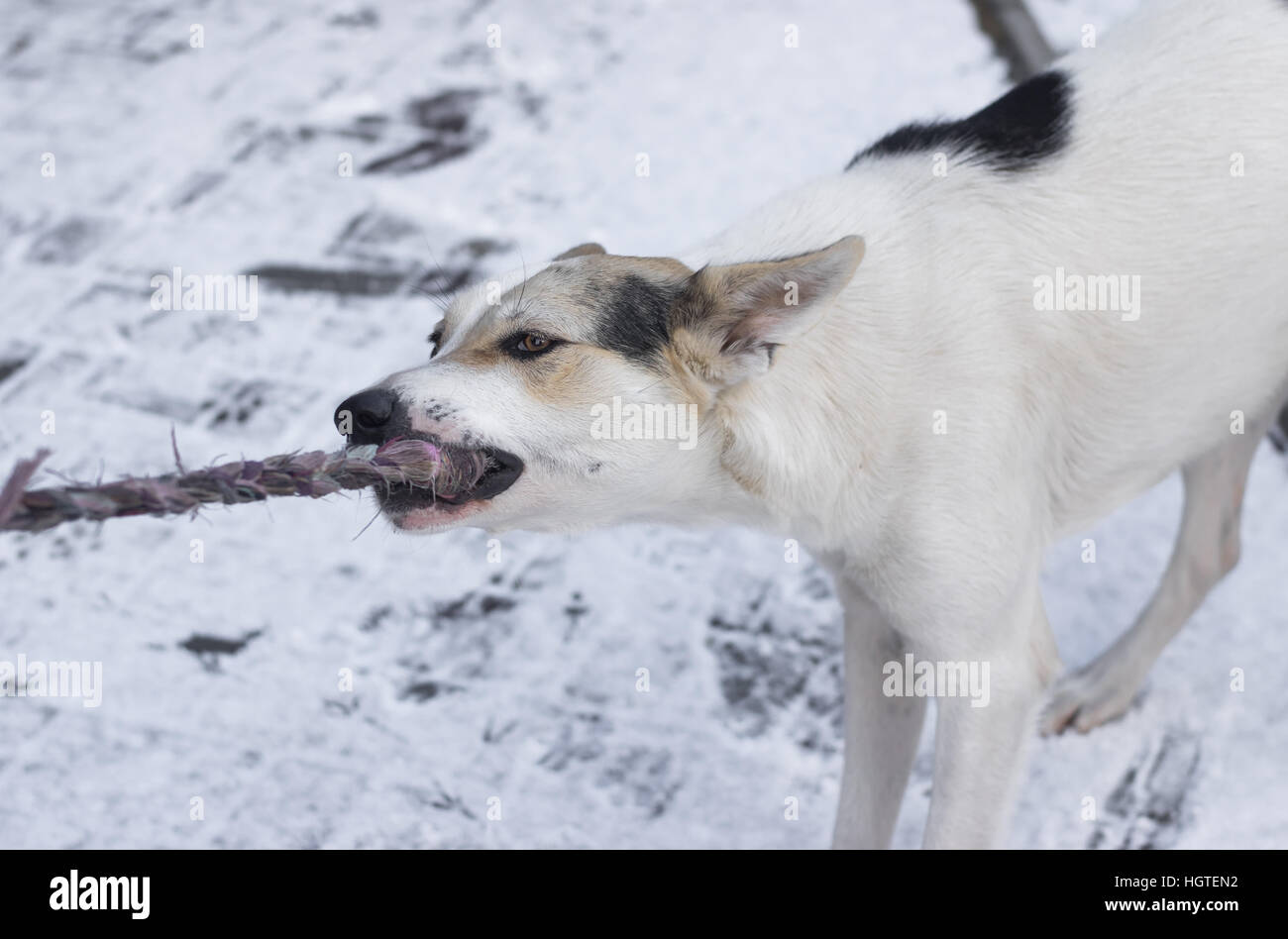 Young mixed-breed dog pull out rope playing with master outdoors at ...