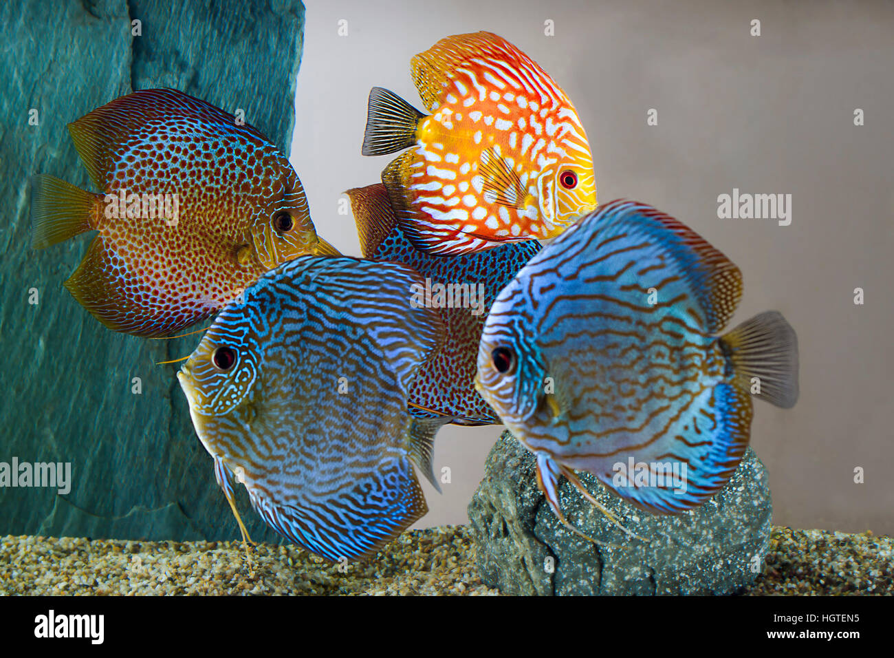 Caring for eg hi-res stock photography and images - Alamy