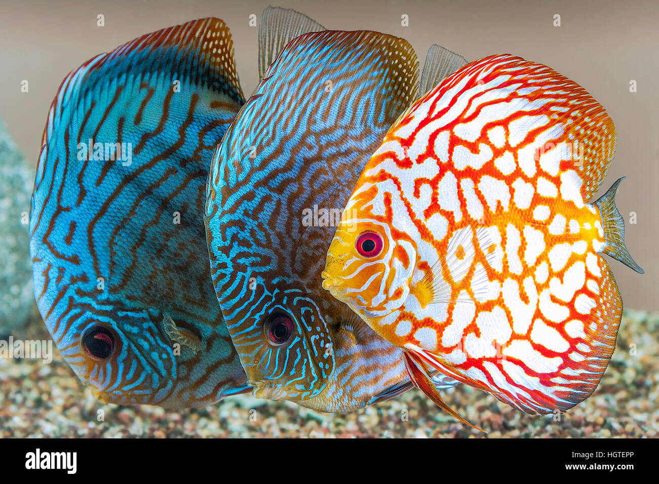 Discus spawning hi-res stock photography and images - Alamy
