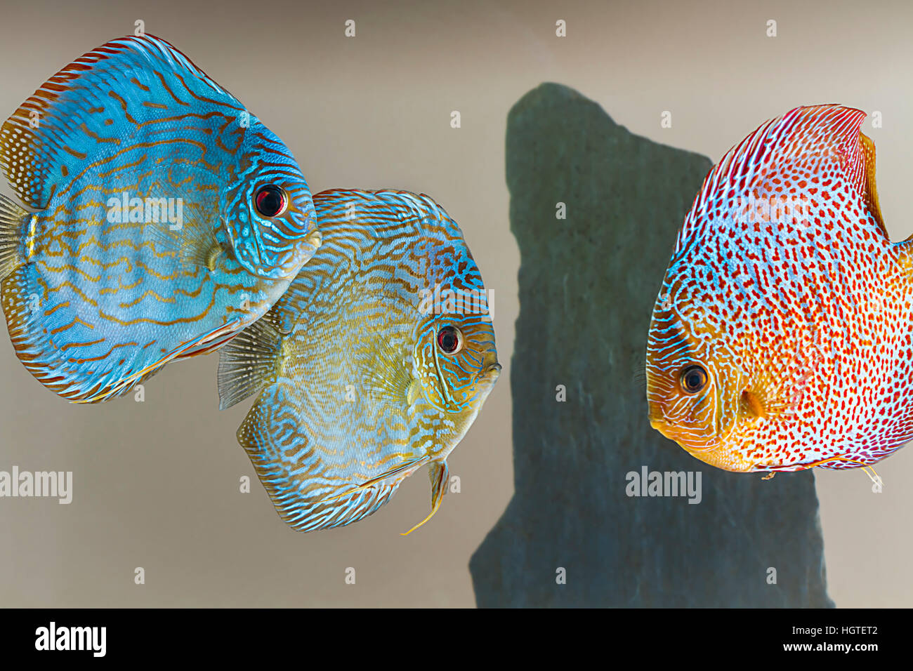 Discus spawning hi-res stock photography and images - Alamy