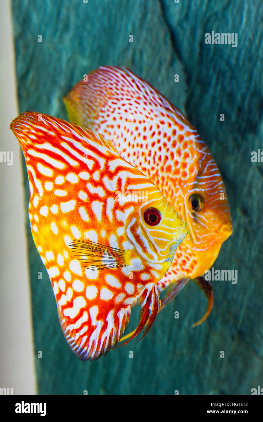 Symphysodon eggs hi-res stock photography and images - Alamy