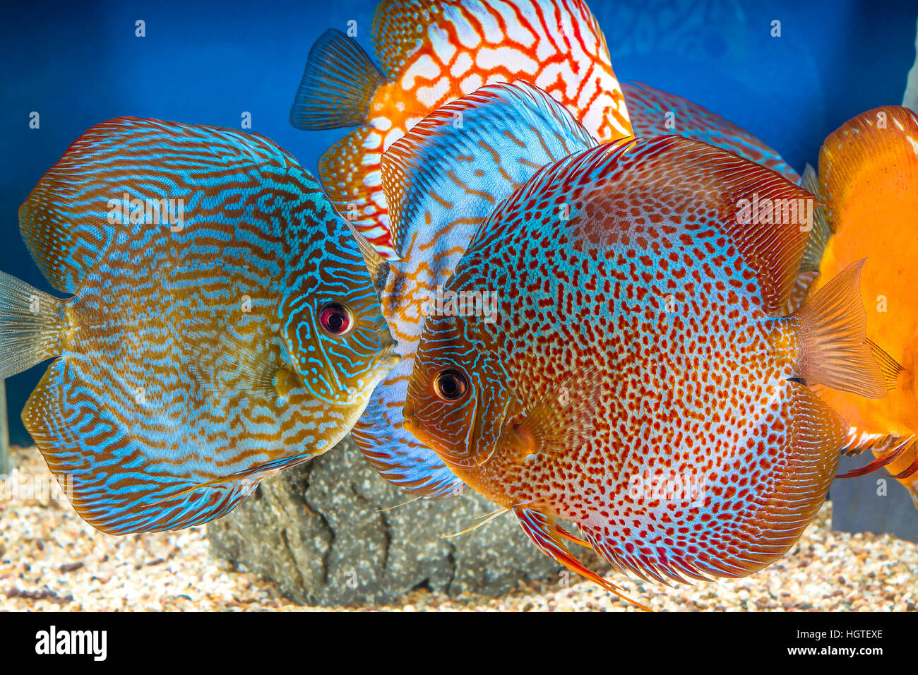 Discus fish Stock Photo - Alamy