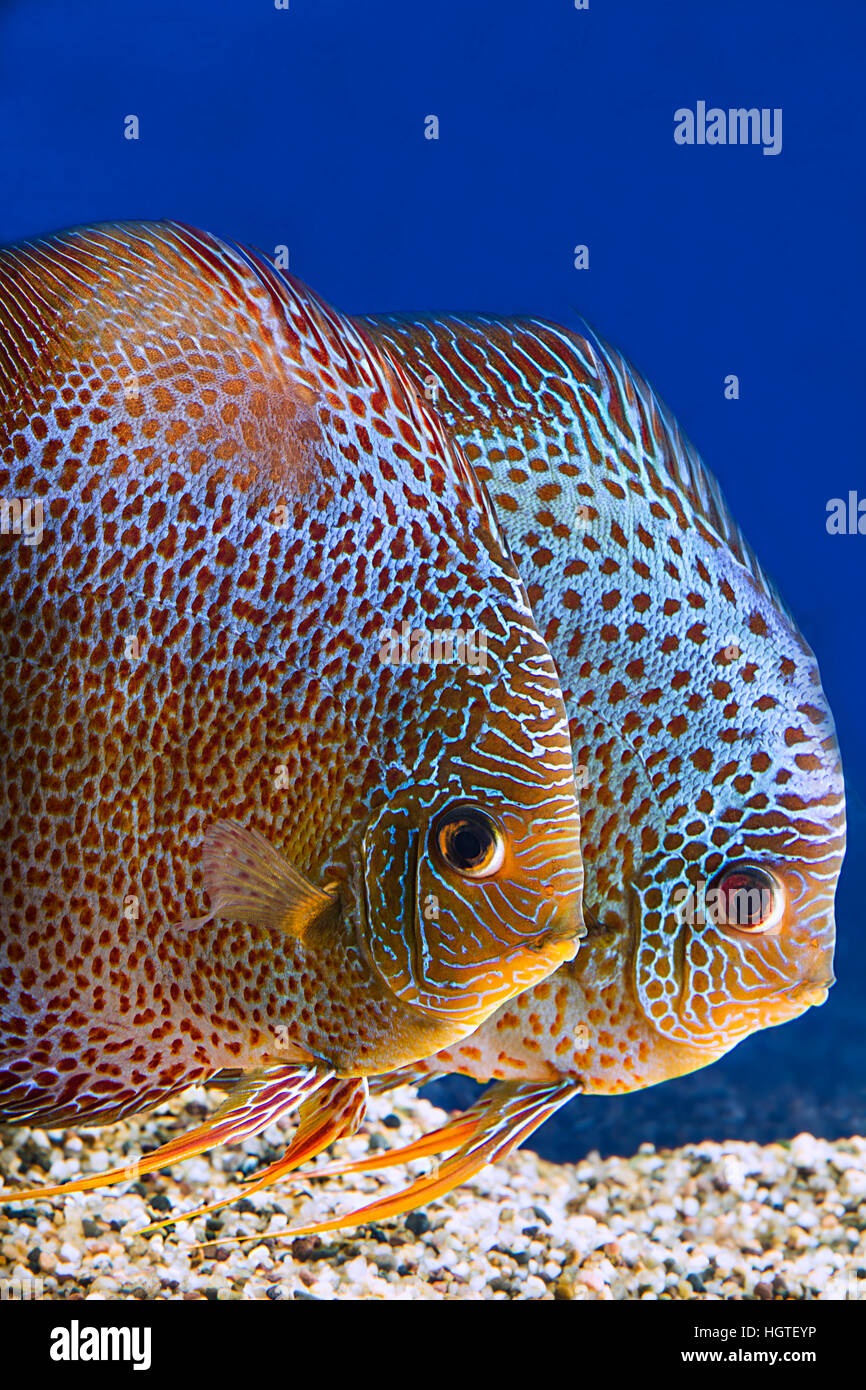 Discus spawning hi-res stock photography and images - Alamy