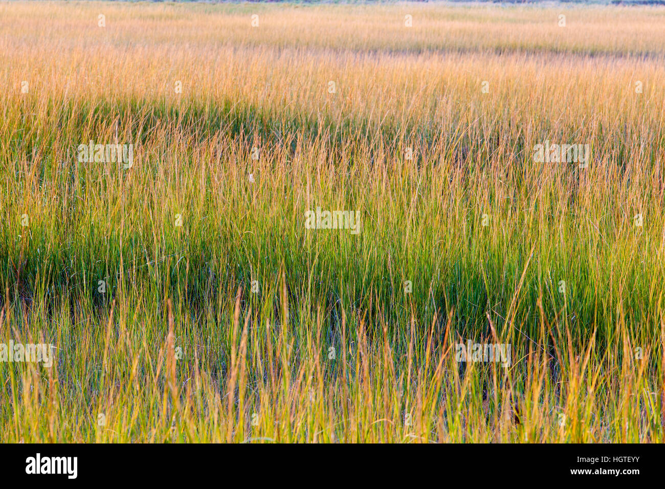 Grass in a tidal marsh along the Great Island Trail and Wellfleet Bay ...