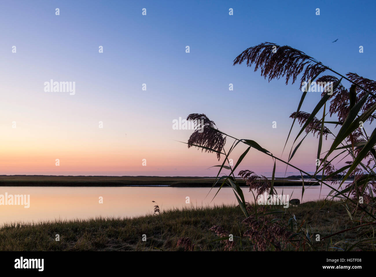 Phragmites australis silhouettes at dawn. Fort Hill, Cape Cod National ...