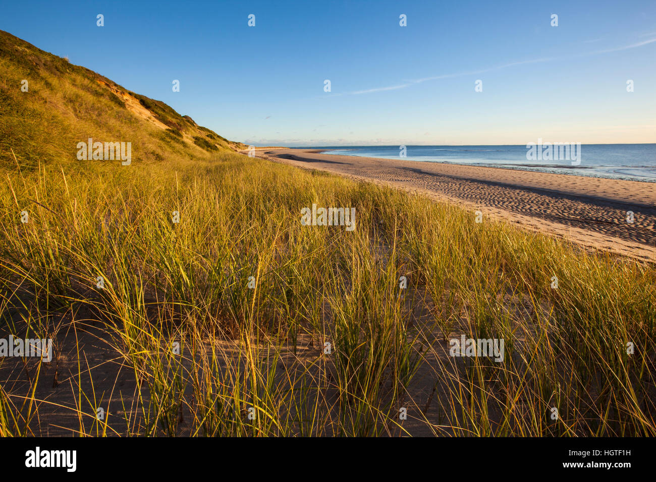 Dune grasses along the Great Island Trail, Wellfleet, Massachusetts ...