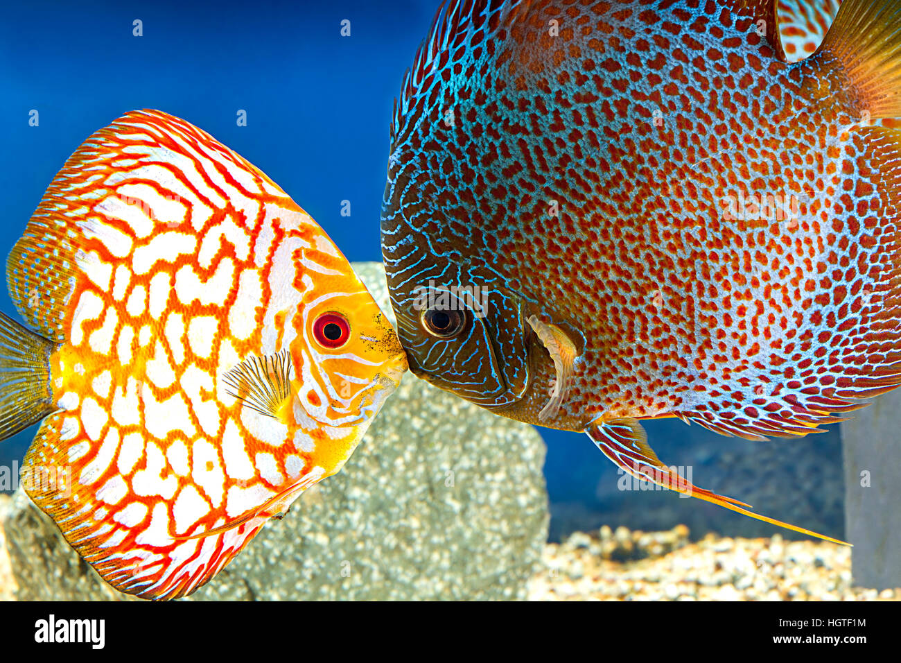 Caring for eg hi-res stock photography and images - Alamy