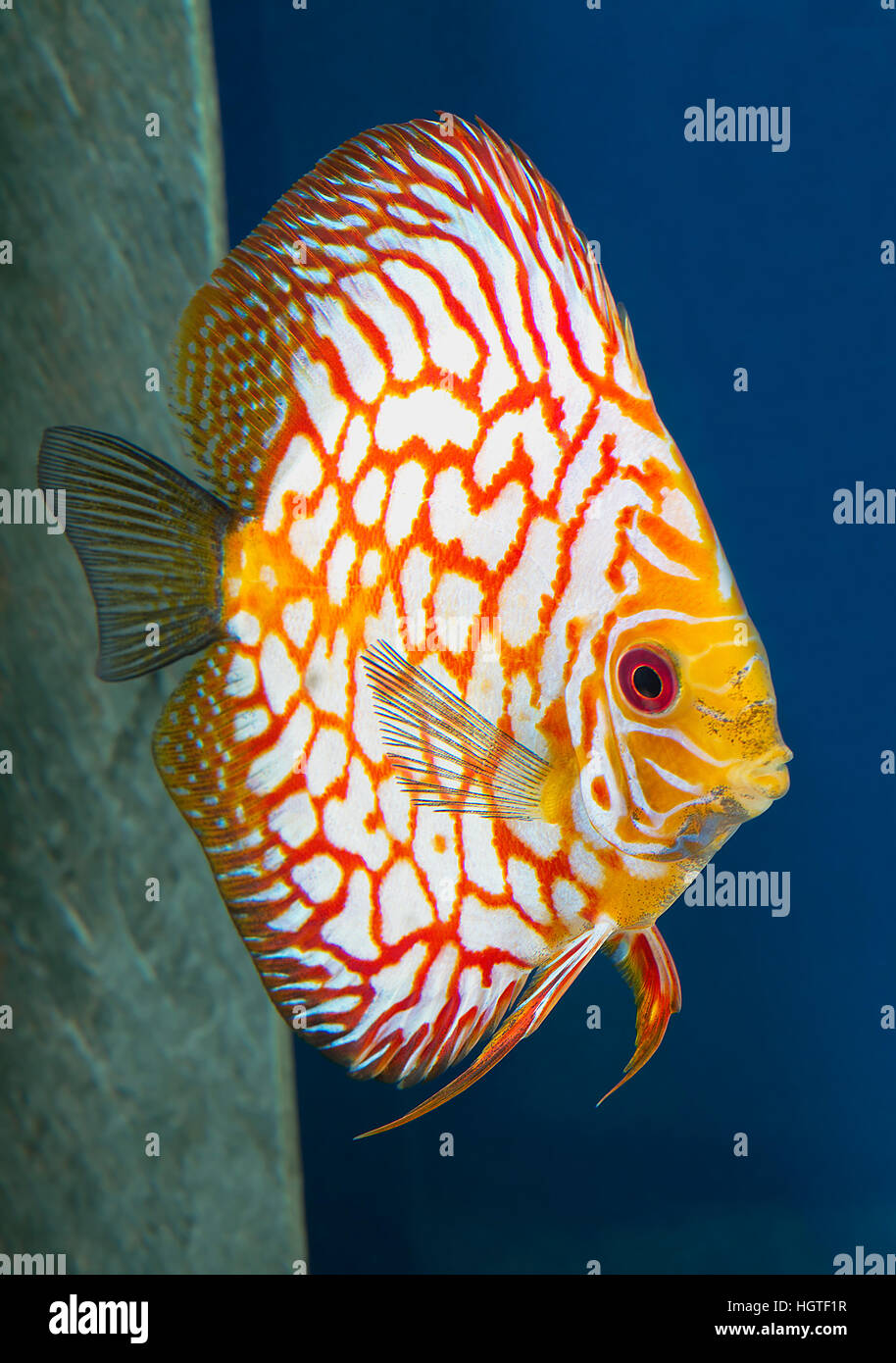 Discus fish cichlid hi-res stock photography and images - Alamy