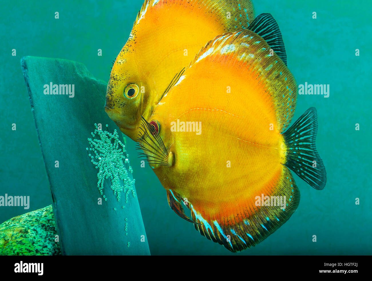 Caring for eg hi-res stock photography and images - Alamy