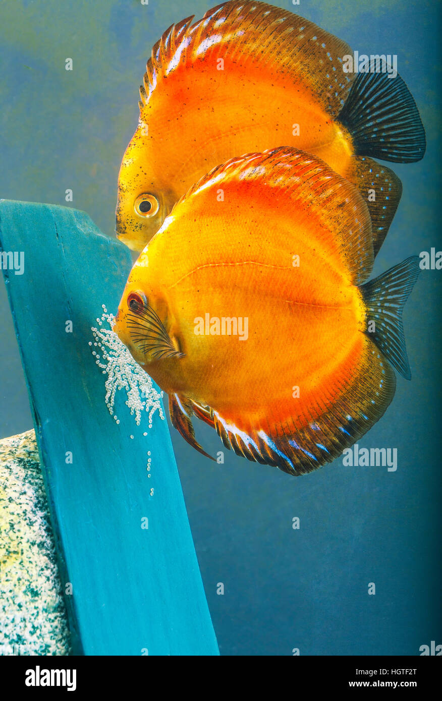 Caring for eg hi-res stock photography and images - Alamy