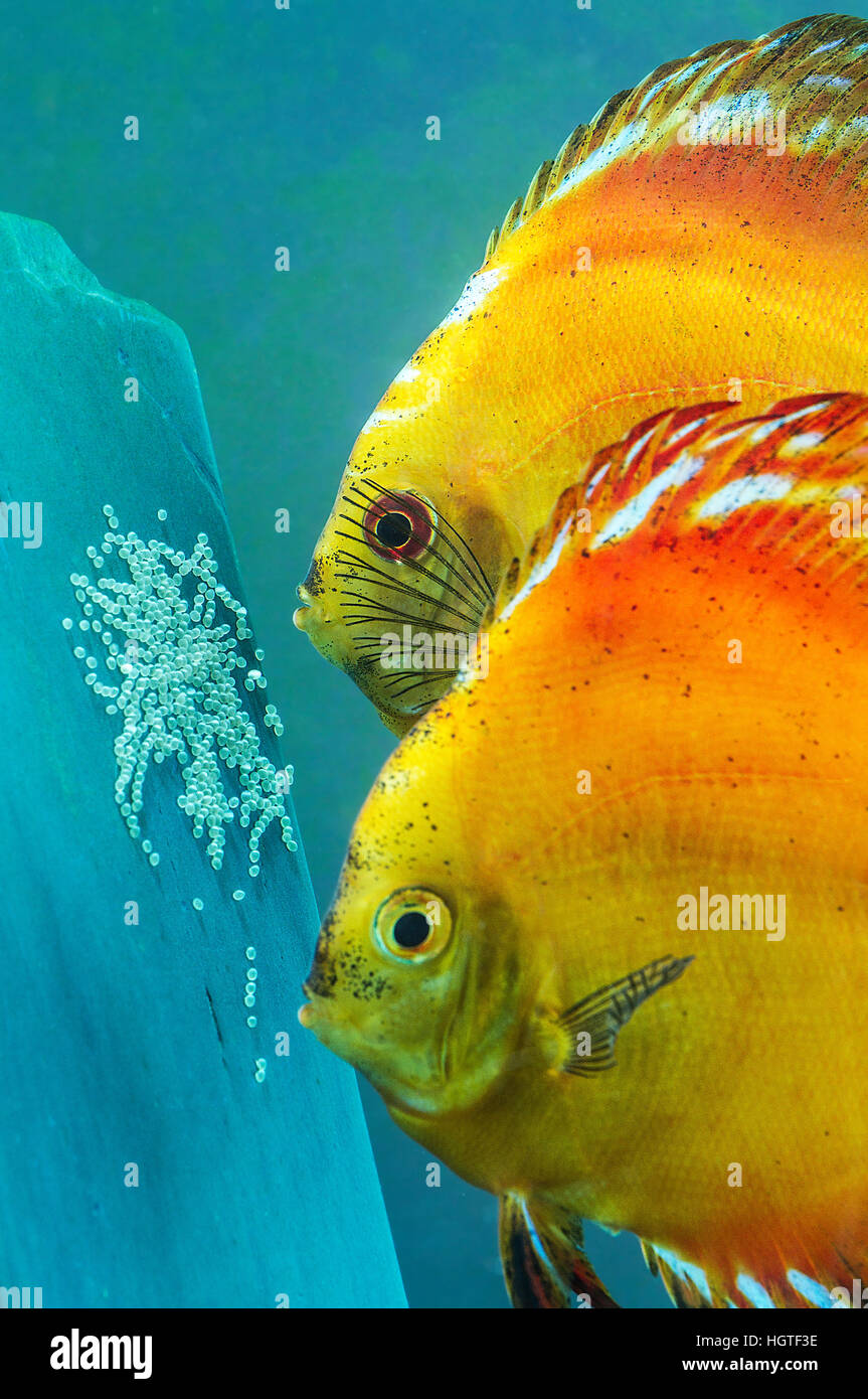 Discus spawning hi-res stock photography and images - Alamy