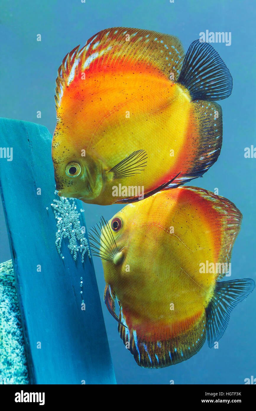Discus spawning hi-res stock photography and images - Alamy