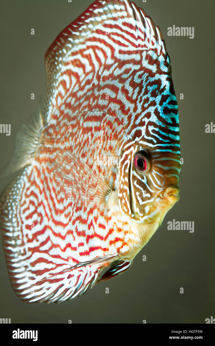 Discus spawning hi-res stock photography and images - Alamy
