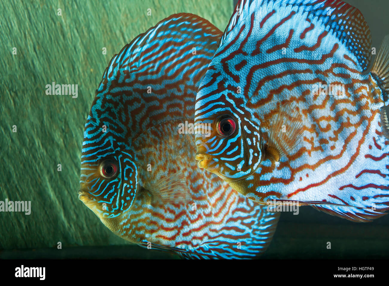 Symphysodon eggs hi-res stock photography and images - Alamy