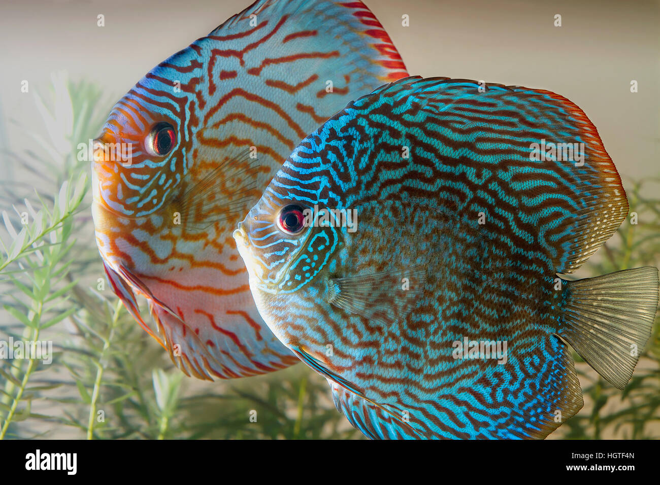 Discus spawning hi-res stock photography and images - Alamy