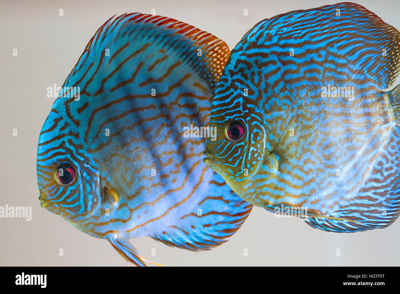 Discus spawning hi-res stock photography and images - Alamy