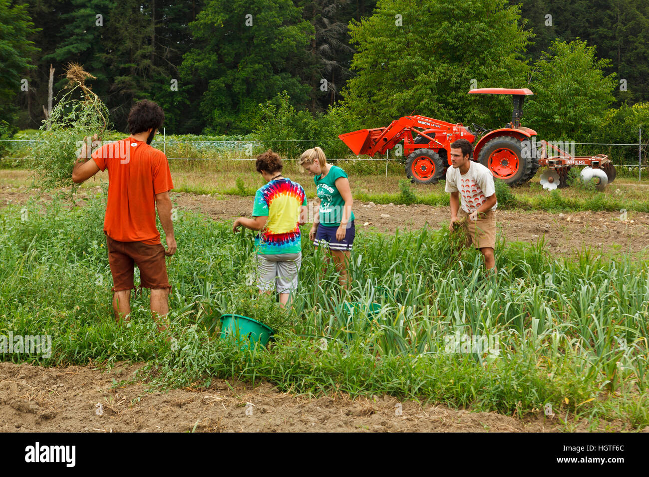 Farmhands work a field at the Crimson and Clover Farm in Northampton ...