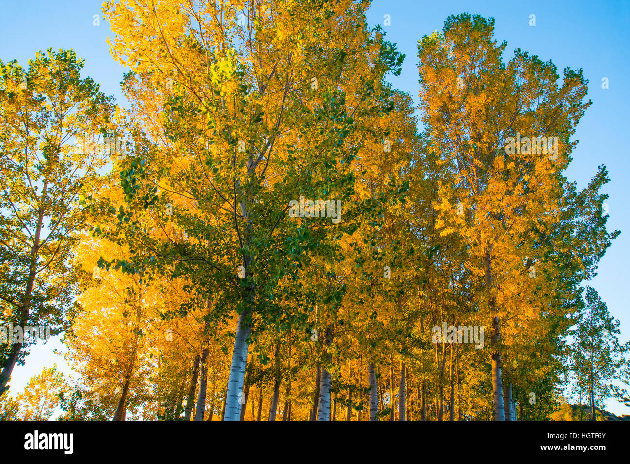 Plantas alba hi-res stock photography and images - Alamy
