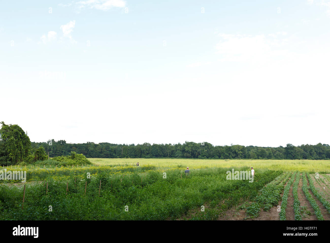 Northampton community farm hi-res stock photography and images - Alamy