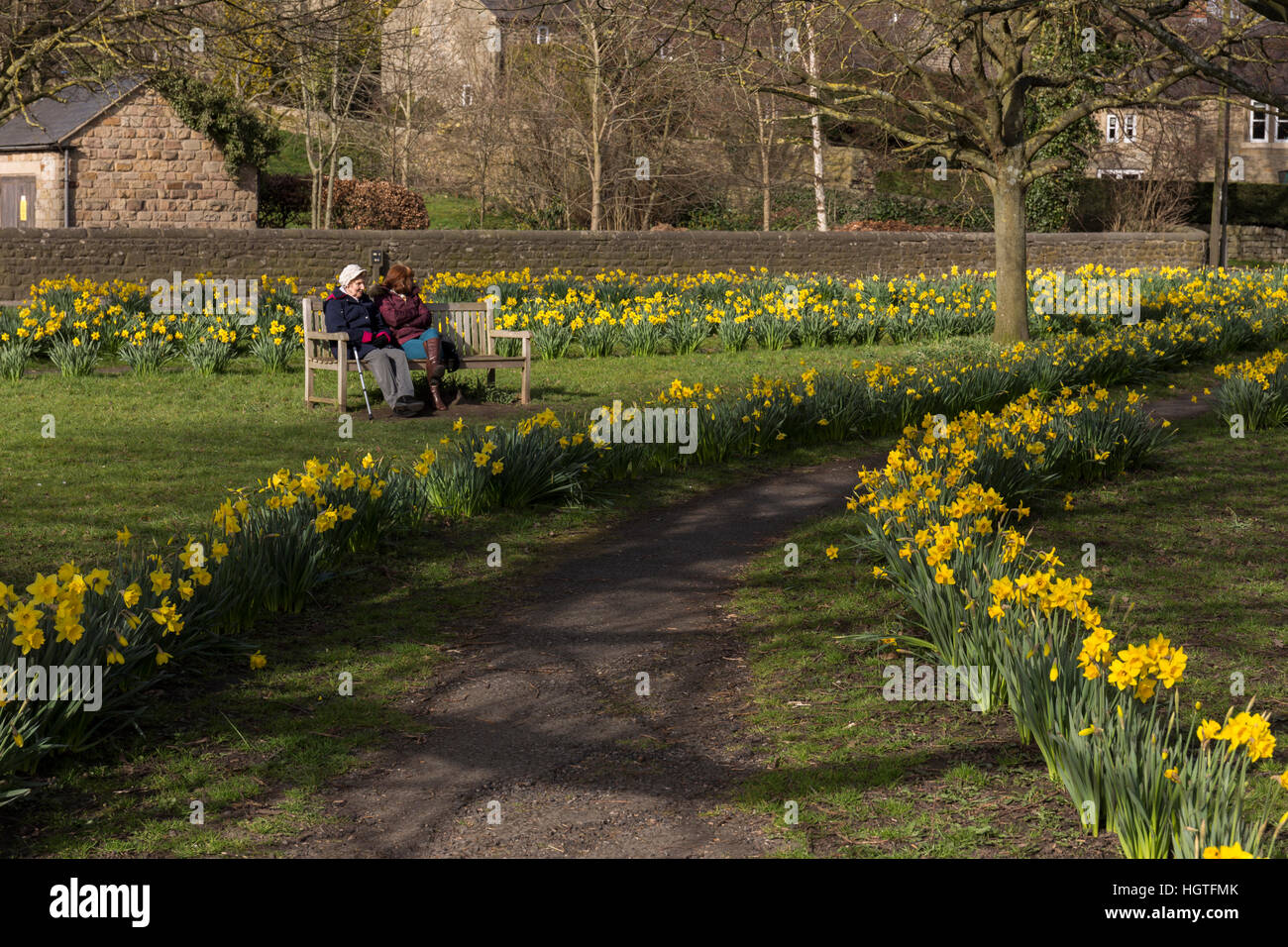 Two people sitting on a wooden bench surrounded by daffodils on display ...