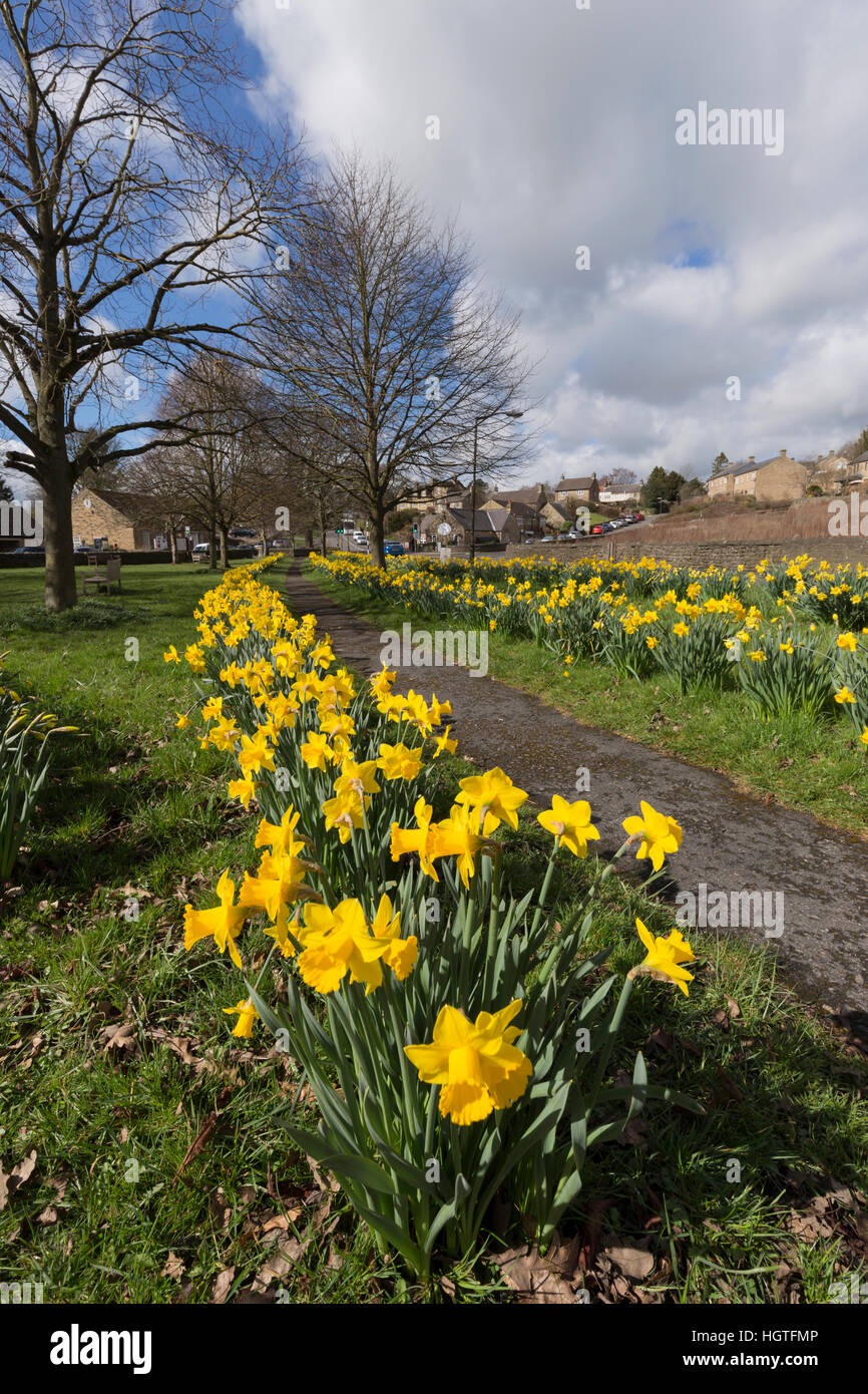 Daffodils on display early sign of spring English countryside Stock ...