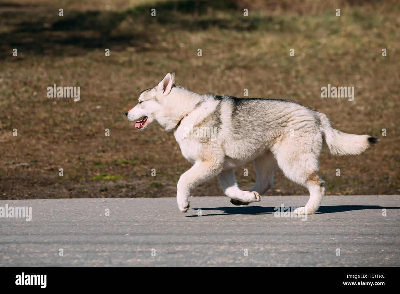Young Funny White And Gray Husky Puppy Dog Play Run Outdoor Stock Photo ...