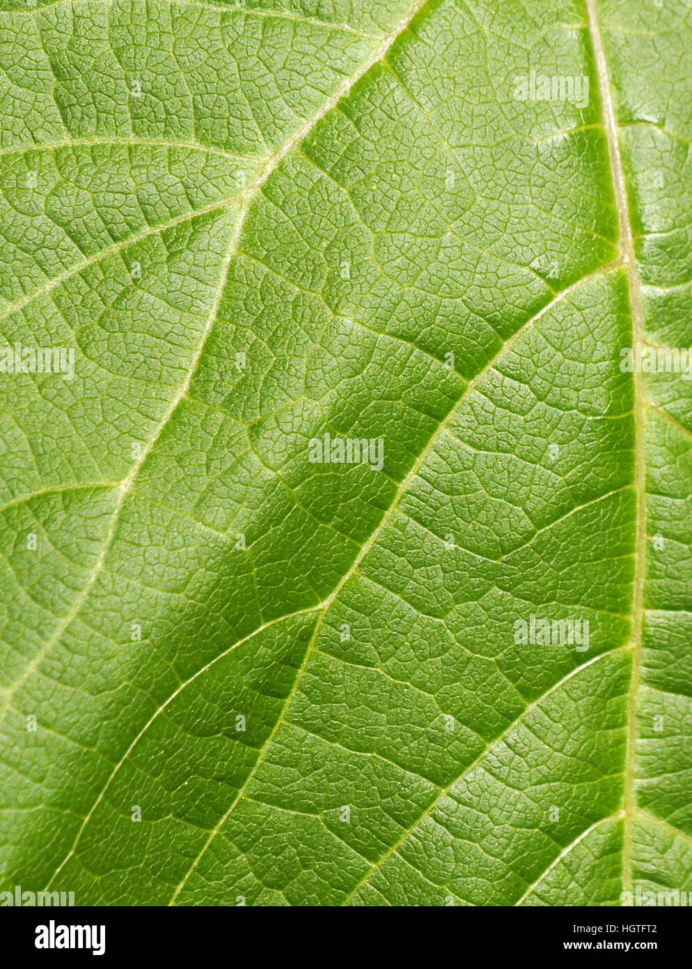 Closeup of leaf texture for backgrounds Stock Photo - Alamy