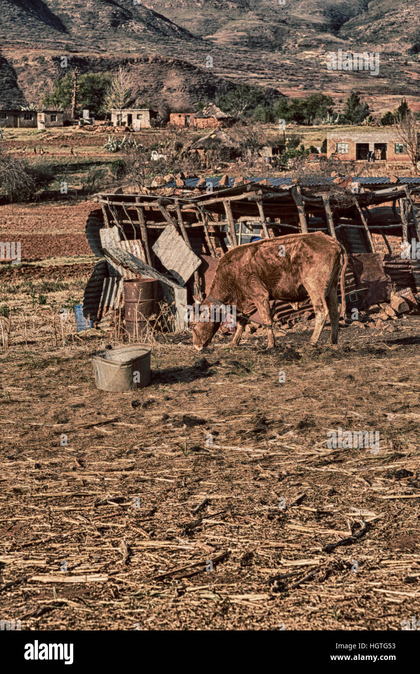 Lesotho basotho cow hi-res stock photography and images - Alamy
