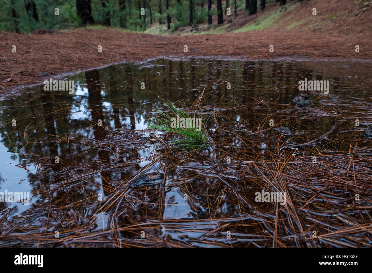 Rainwater pool reflecting pine trees in the pine forest at Chinyero ...