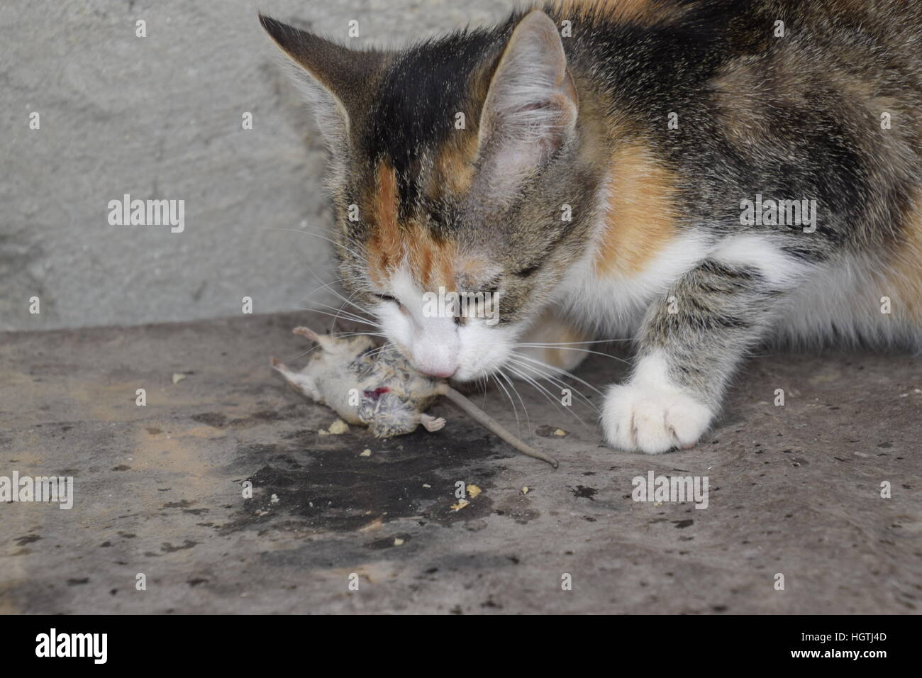 The cat caught the mouse. The cat eats the caught mouse. Home Hunter ...