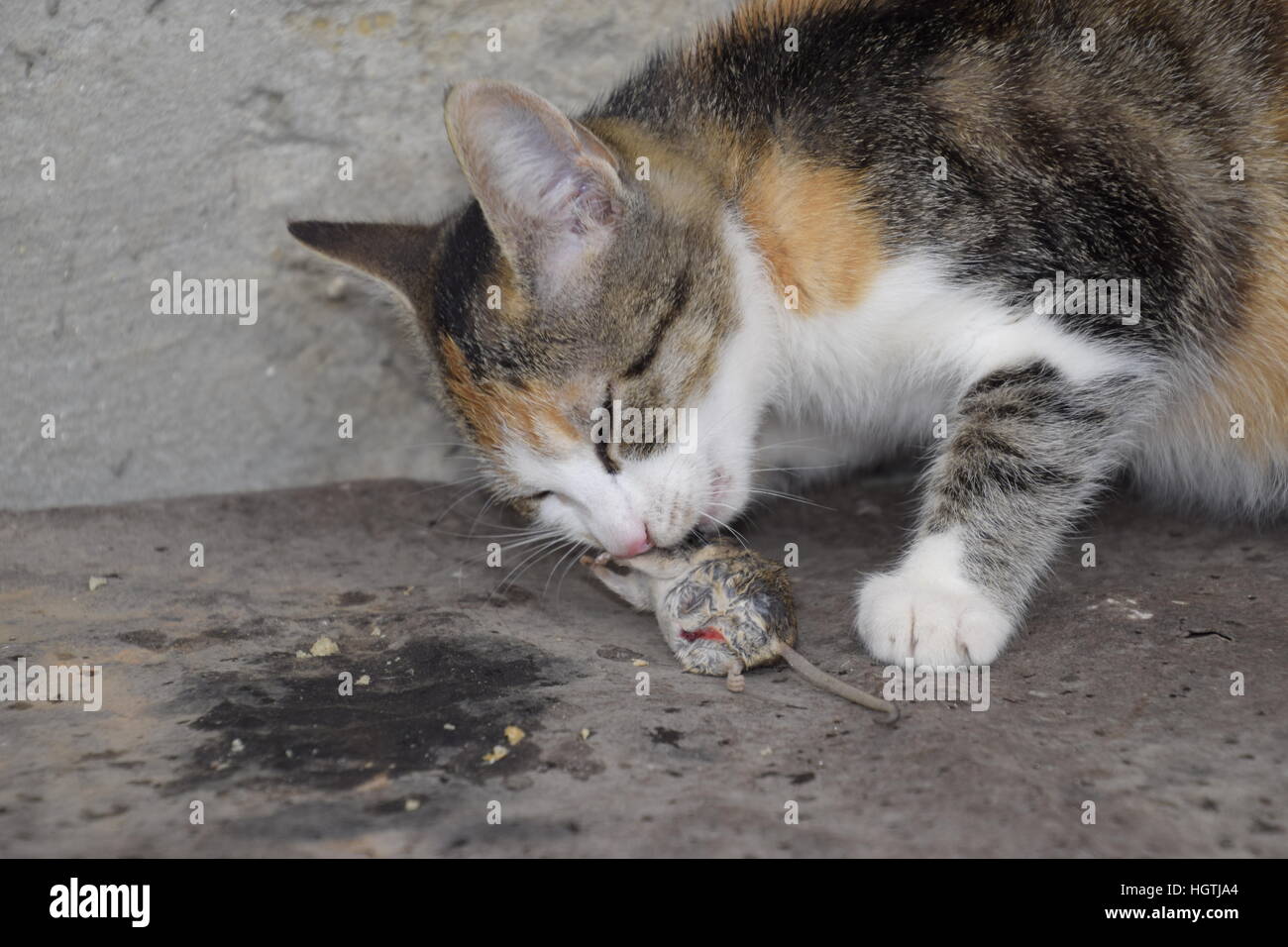 Cat Eating Rat Stock Photos & Cat Eating Rat Stock Images - Alamy