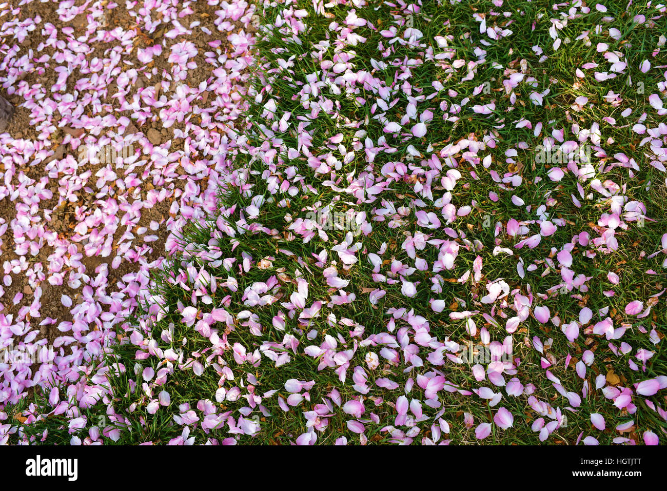 Fallen flower petals hi-res stock photography and images - Alamy