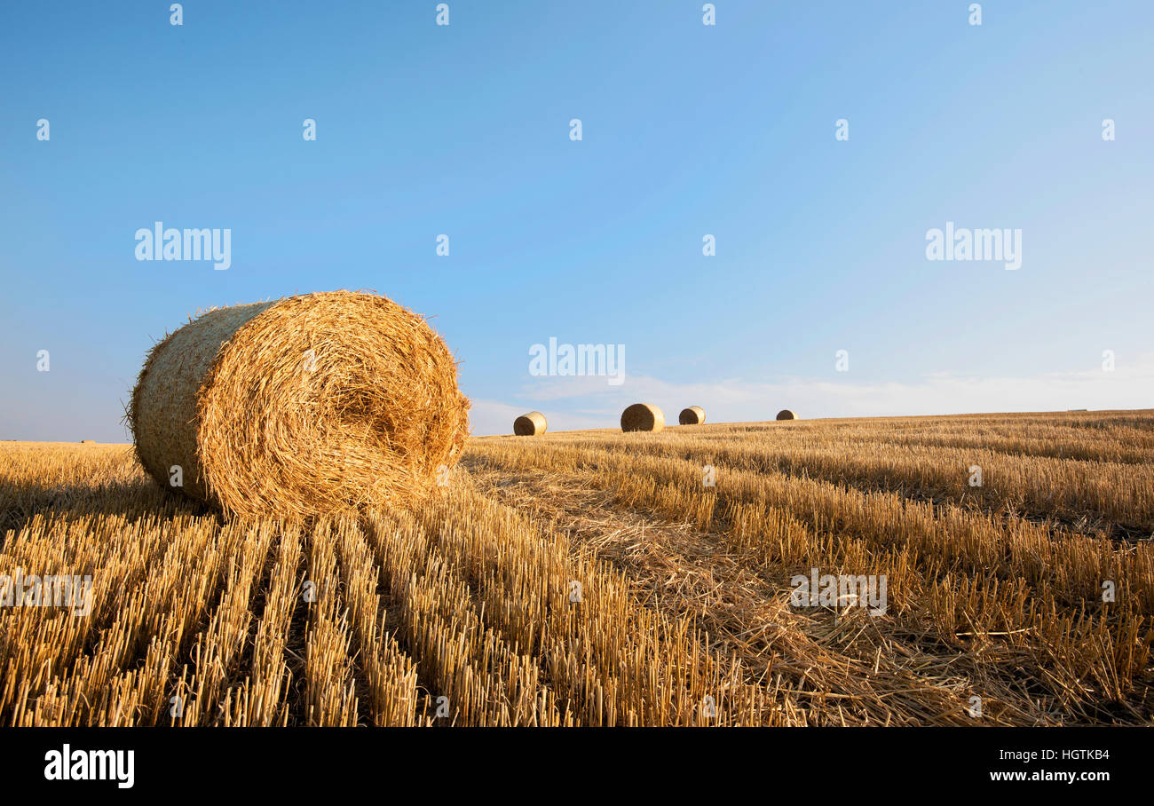 Large bale of hay in field Stock Photo - Alamy