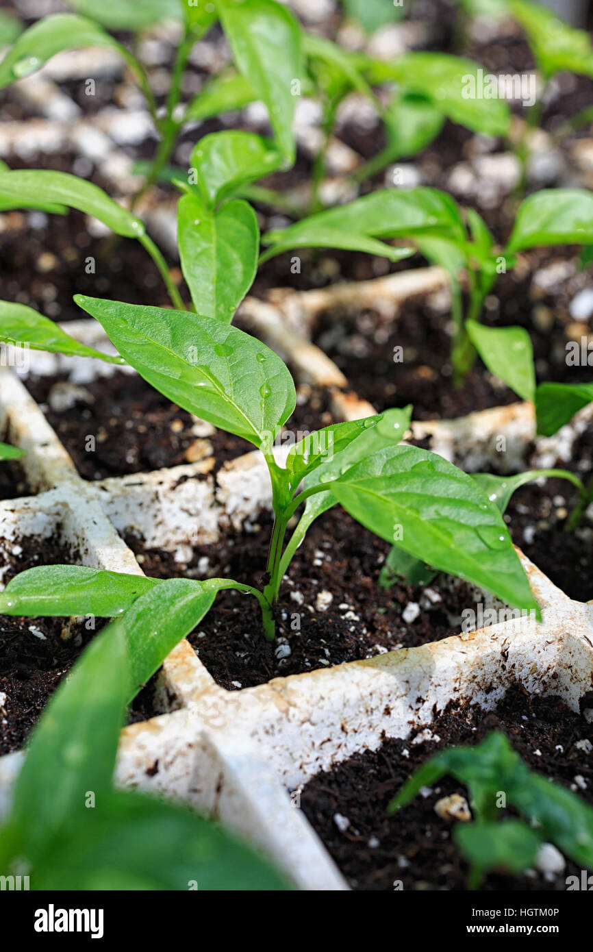 Pepper seedling transplants growing in a styrofoam tray Stock Photo - Alamy