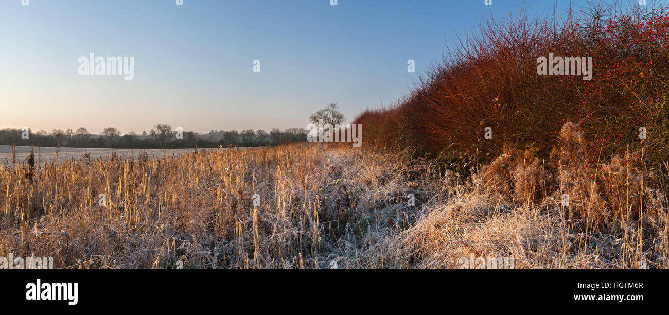 A wide-field margin sowed with wild grasses and a hedgerow with red ...