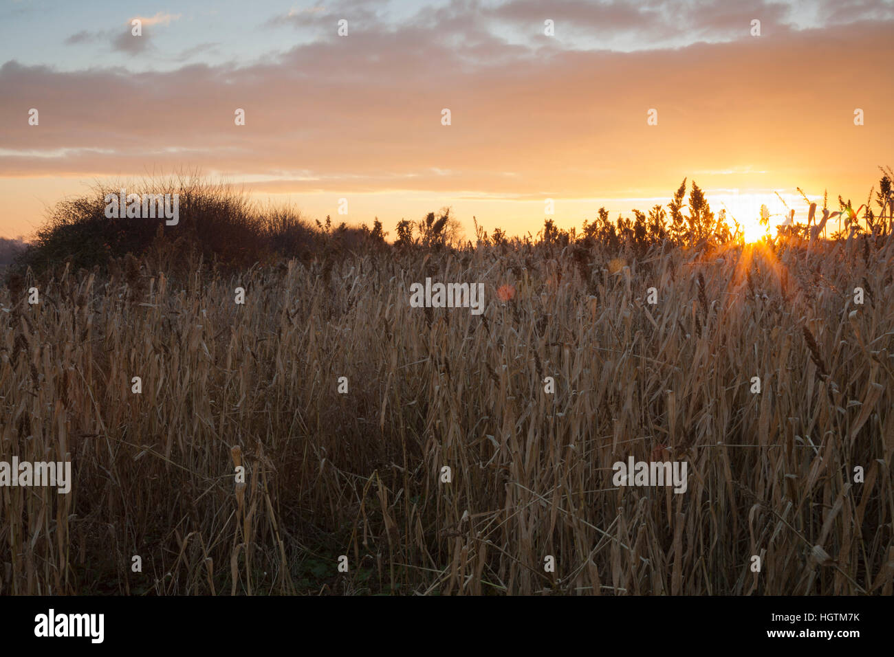 A wide field margin sown with seed bearing wild grasses beside a ...