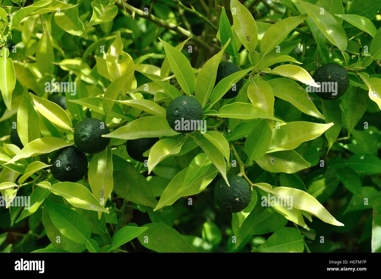 Orangery and orange tree hi-res stock photography and images - Alamy