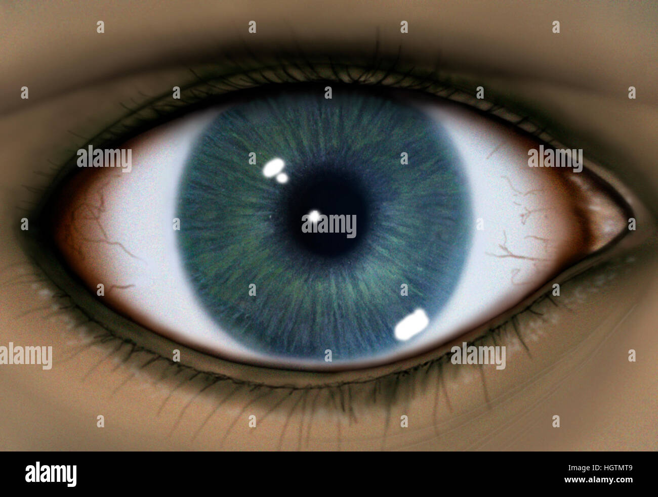 An artwork of the human eye, showing the iris and pupil Stock Photo - Alamy