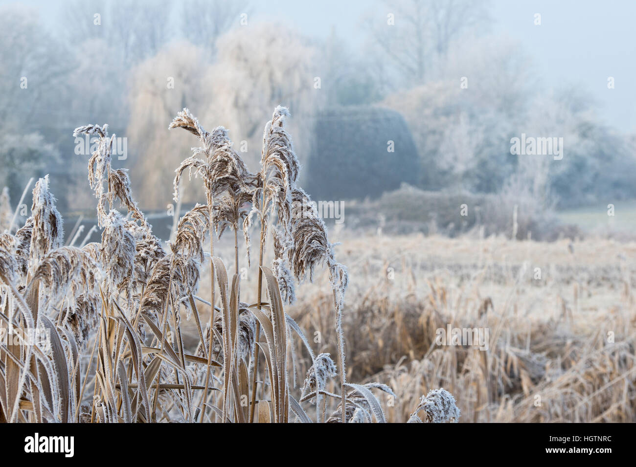 Common reed winter hi-res stock photography and images - Alamy