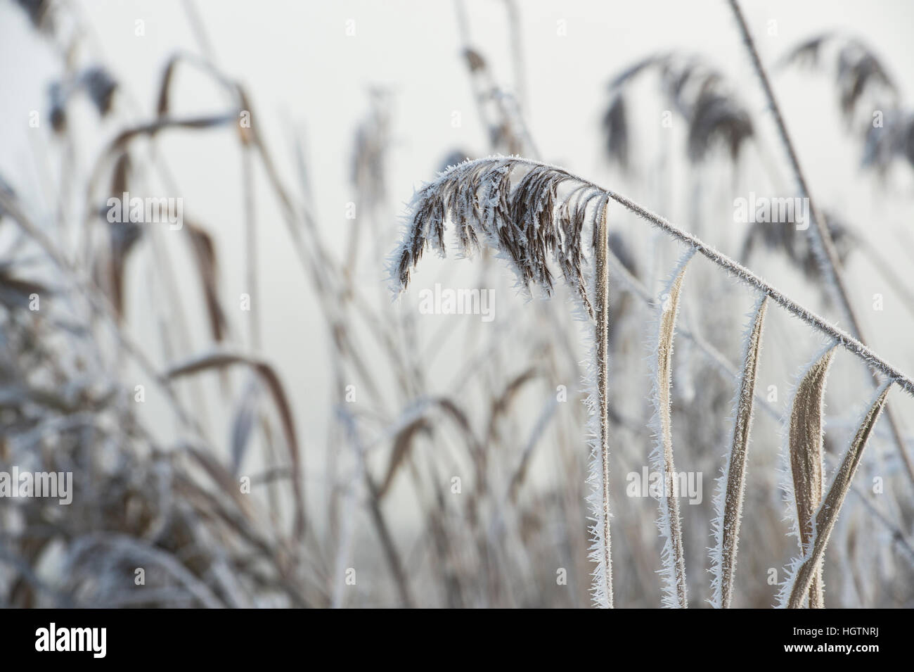 Phragmites australis. Common Reed covered in hoar frost by a canal on a ...