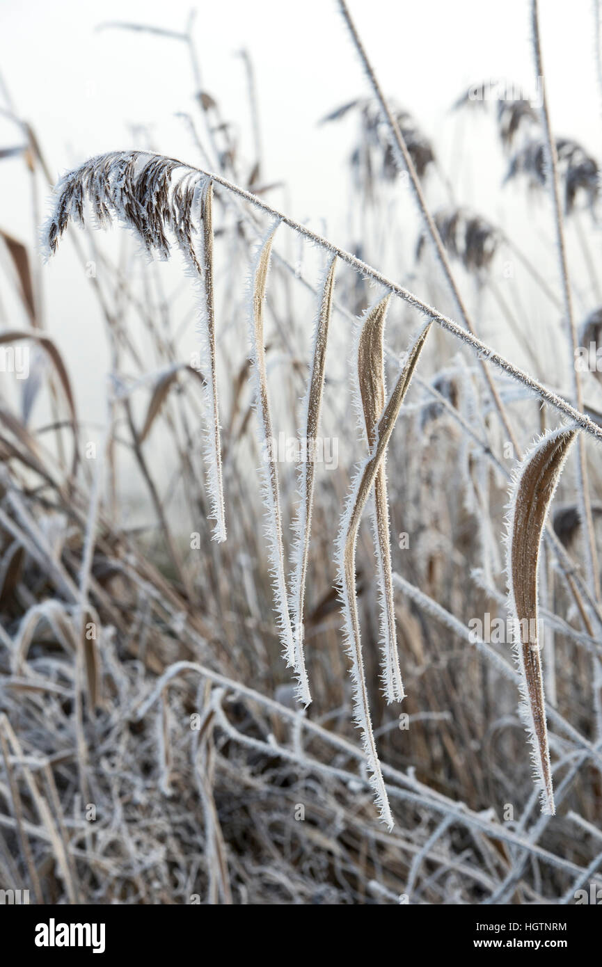 Dead reeds on the canal hi-res stock photography and images - Alamy