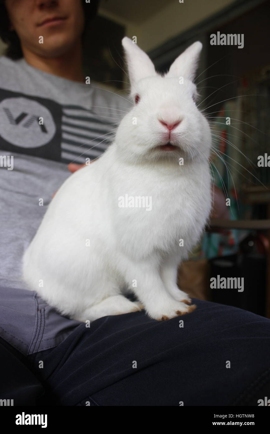 white rabbit sitting on owner's lap Stock Photo - Alamy