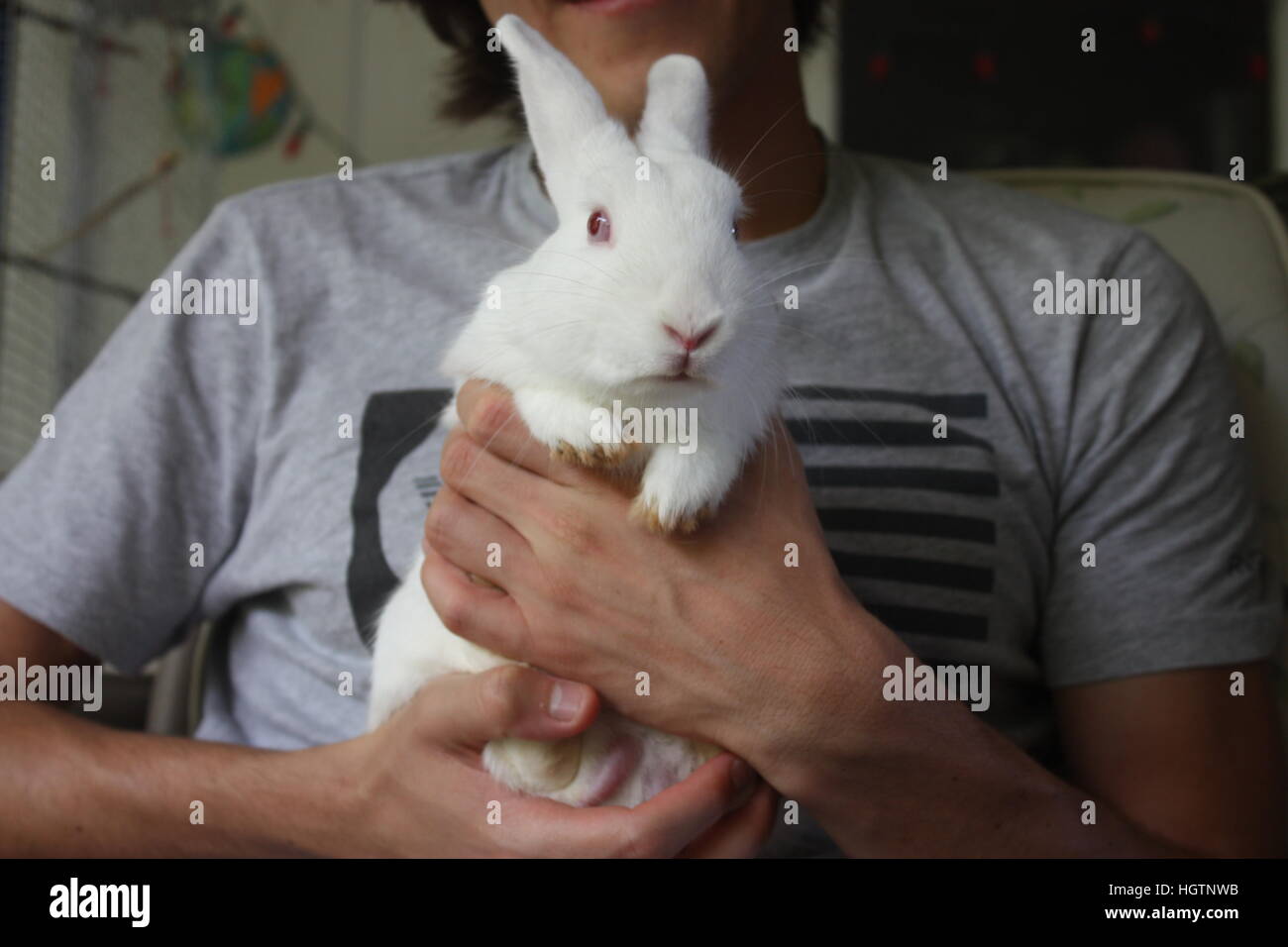 Hands holding rabbit hi-res stock photography and images - Alamy