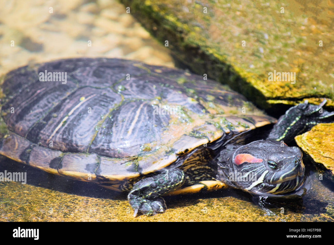 Turtle out of shell hi-res stock photography and images - Alamy