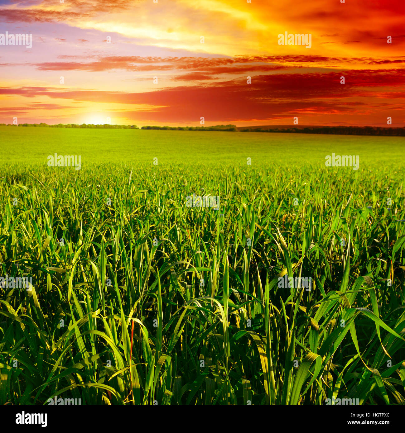 Beautiful sunset on wheat field Stock Photo - Alamy