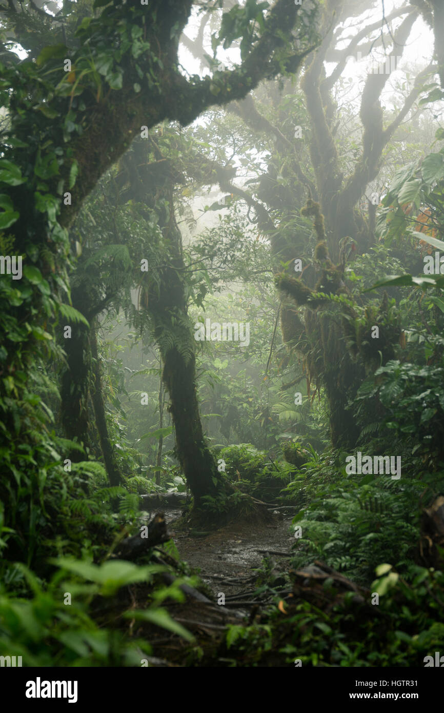 Foggy Rainforest