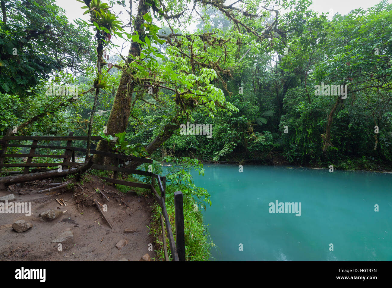 Rio celeste and lush rainforest Stock Photo - Alamy